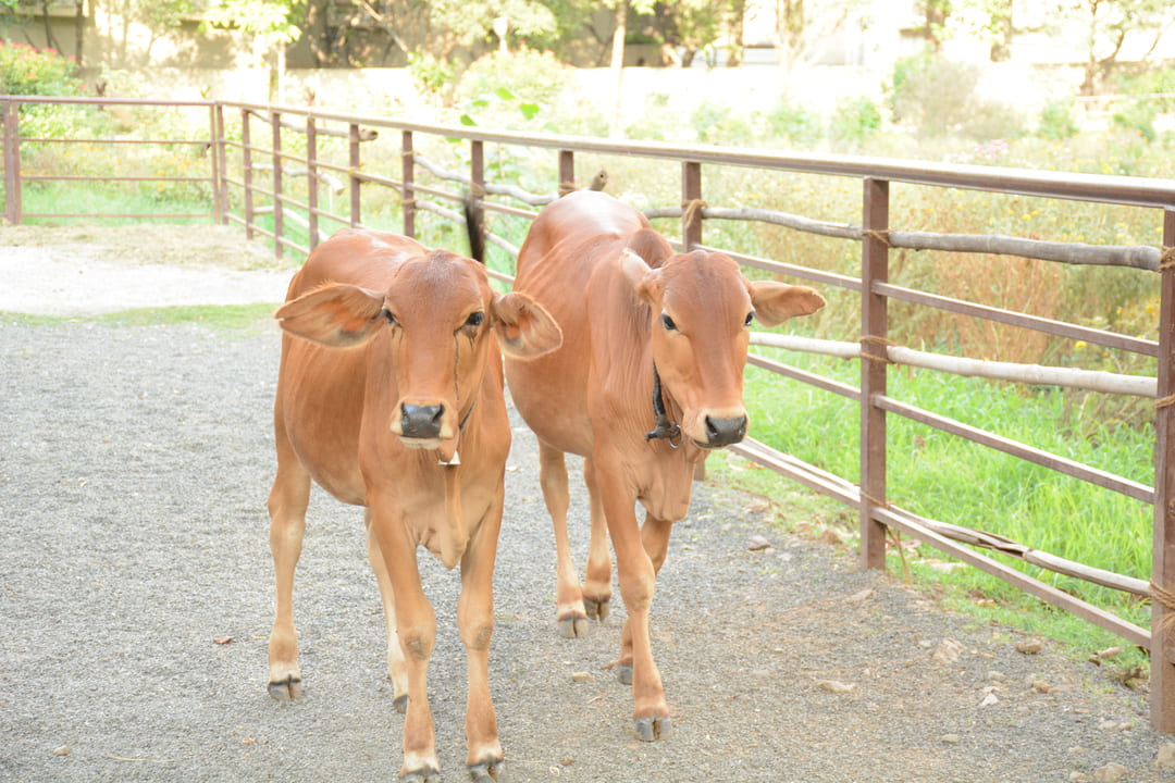 ISKCON NVCC - ISKCON