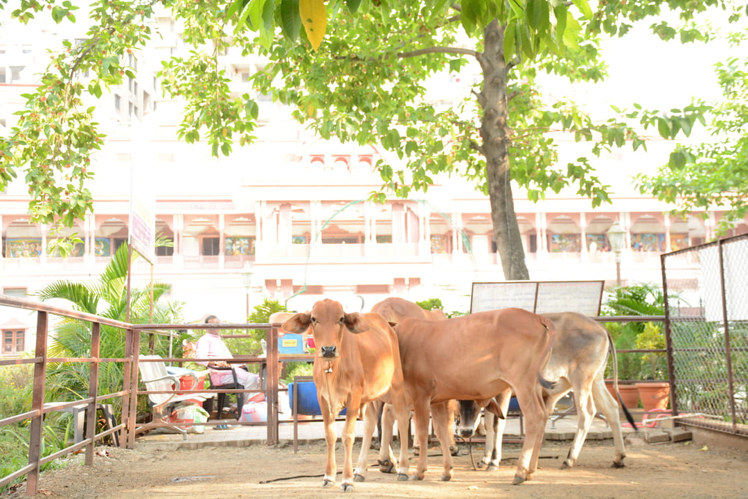 ISKCON NVCC - ISKCON